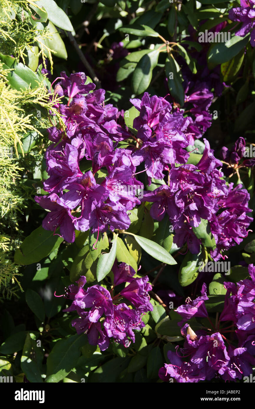 Rhododendron marcel menard Banque de photographies et d’images à haute ...