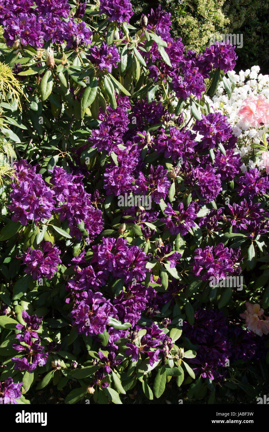 Rhododendron marcel menard Banque de photographies et d’images à haute ...