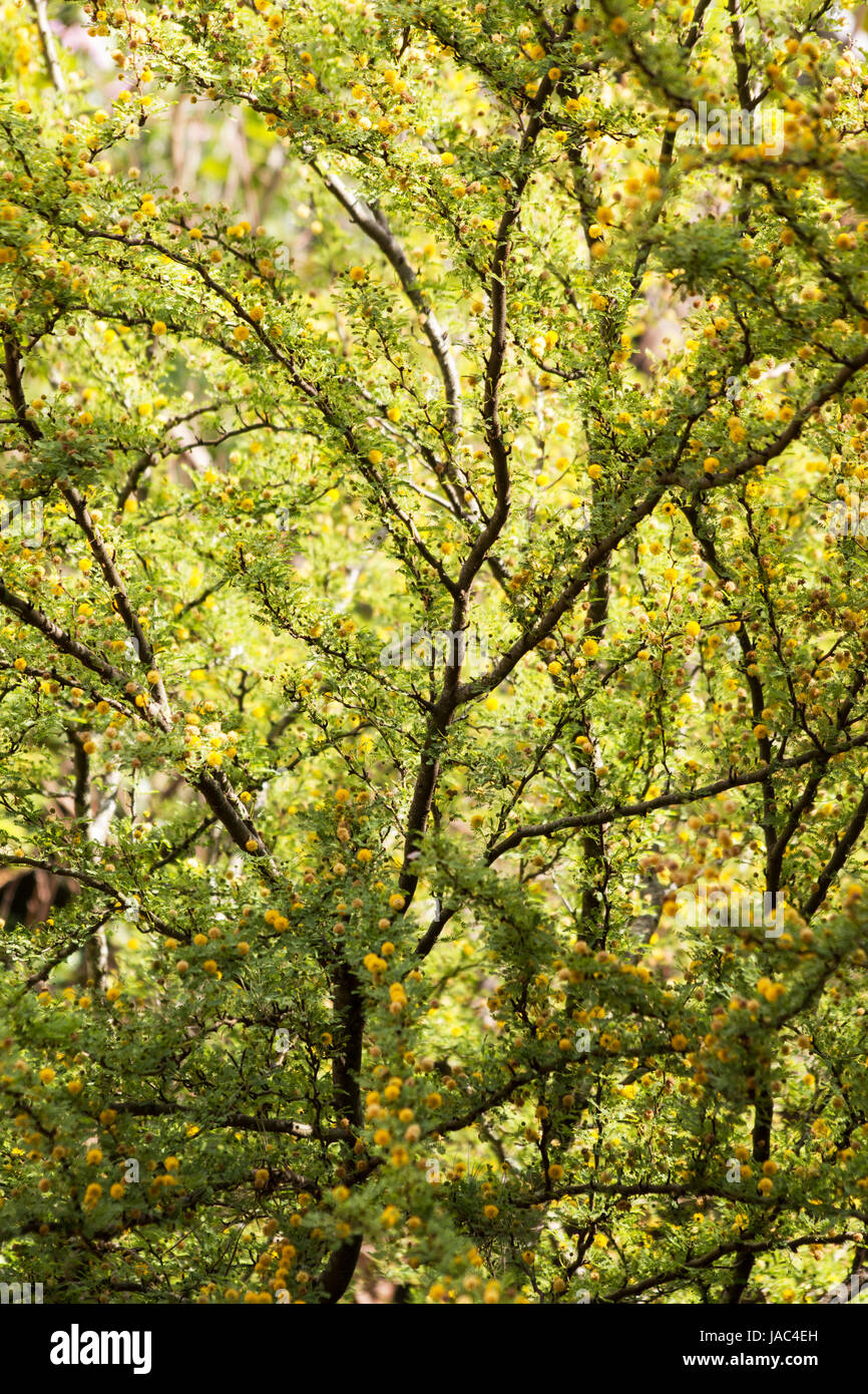 Vachellia constricta Banque de photographies et d’images à haute ...