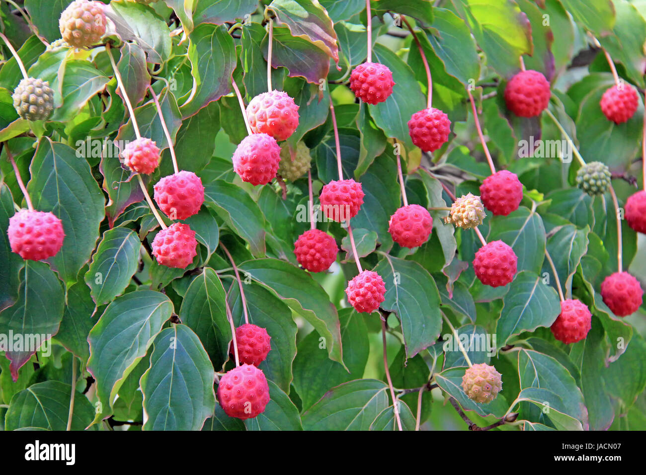 Cornus kousa chinensis autumn Banque de photographies et d’images à ...