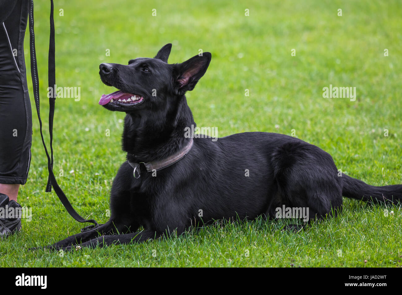 Belgischer schaferhund Banque de photographies et d’images à haute ...