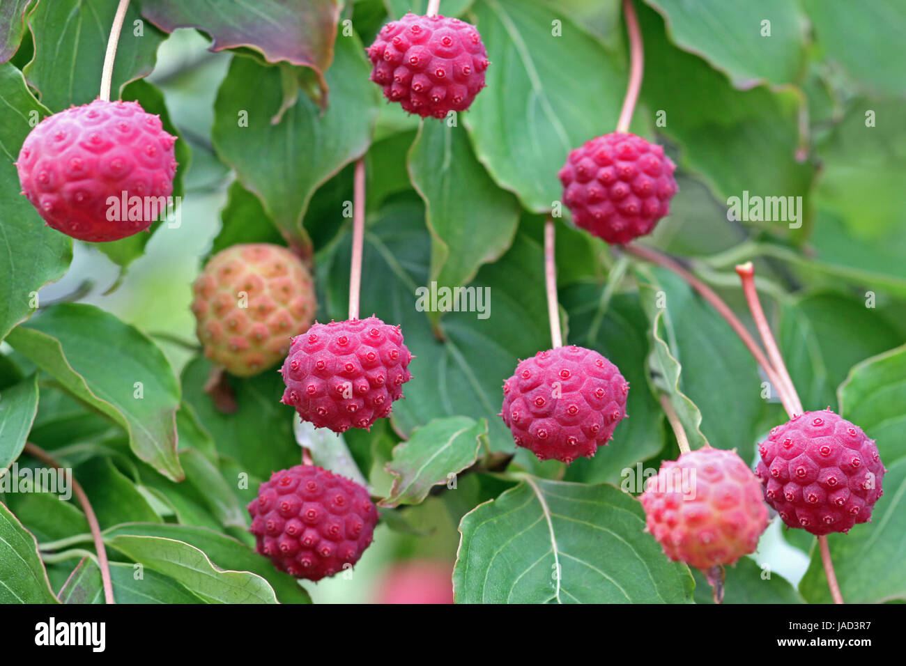 Fruits d'automne de cornouiller kousa Banque de photographies et d ...