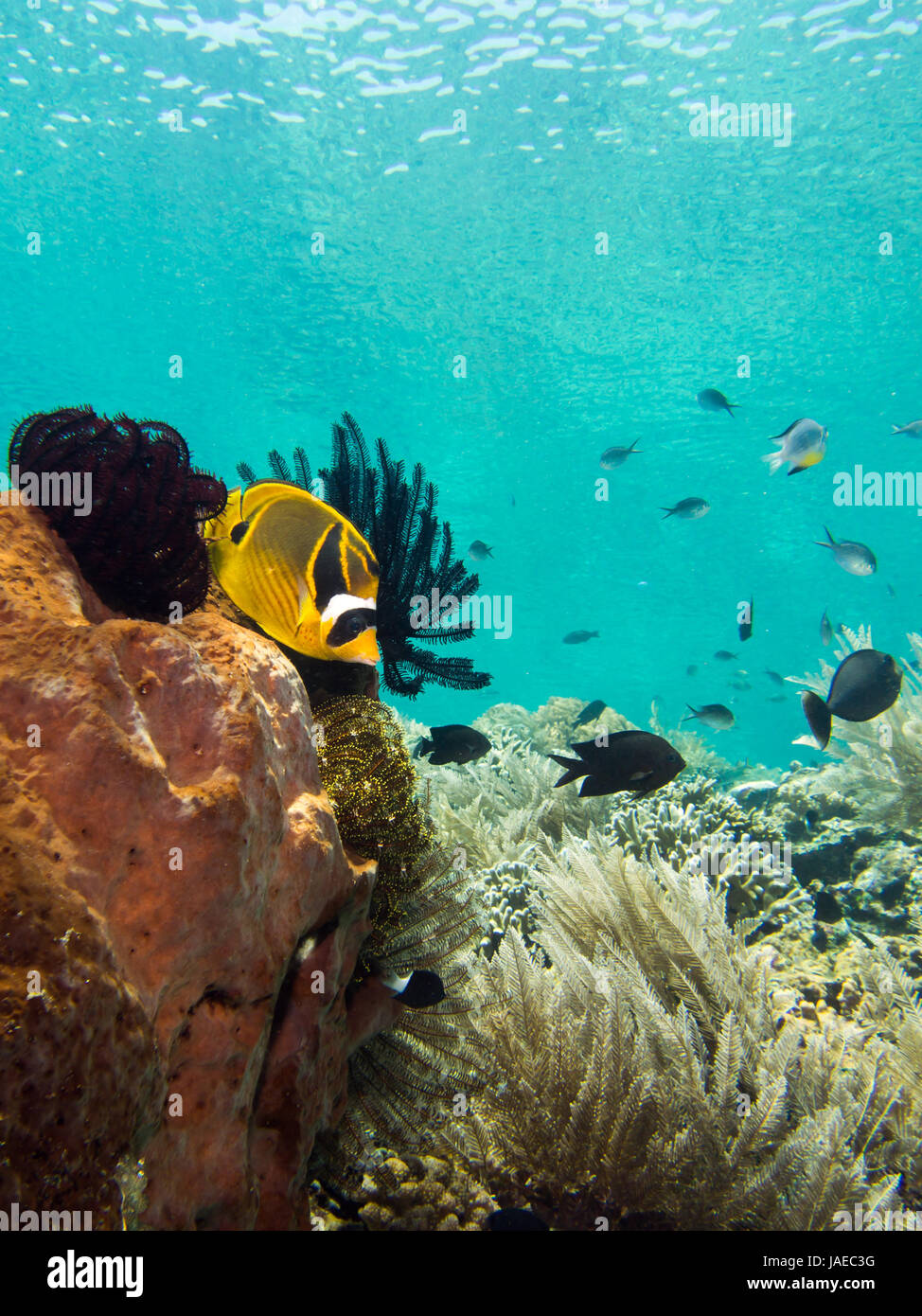 Poisson Papillon raton laveur sur un récif de corail à Bunaken ...