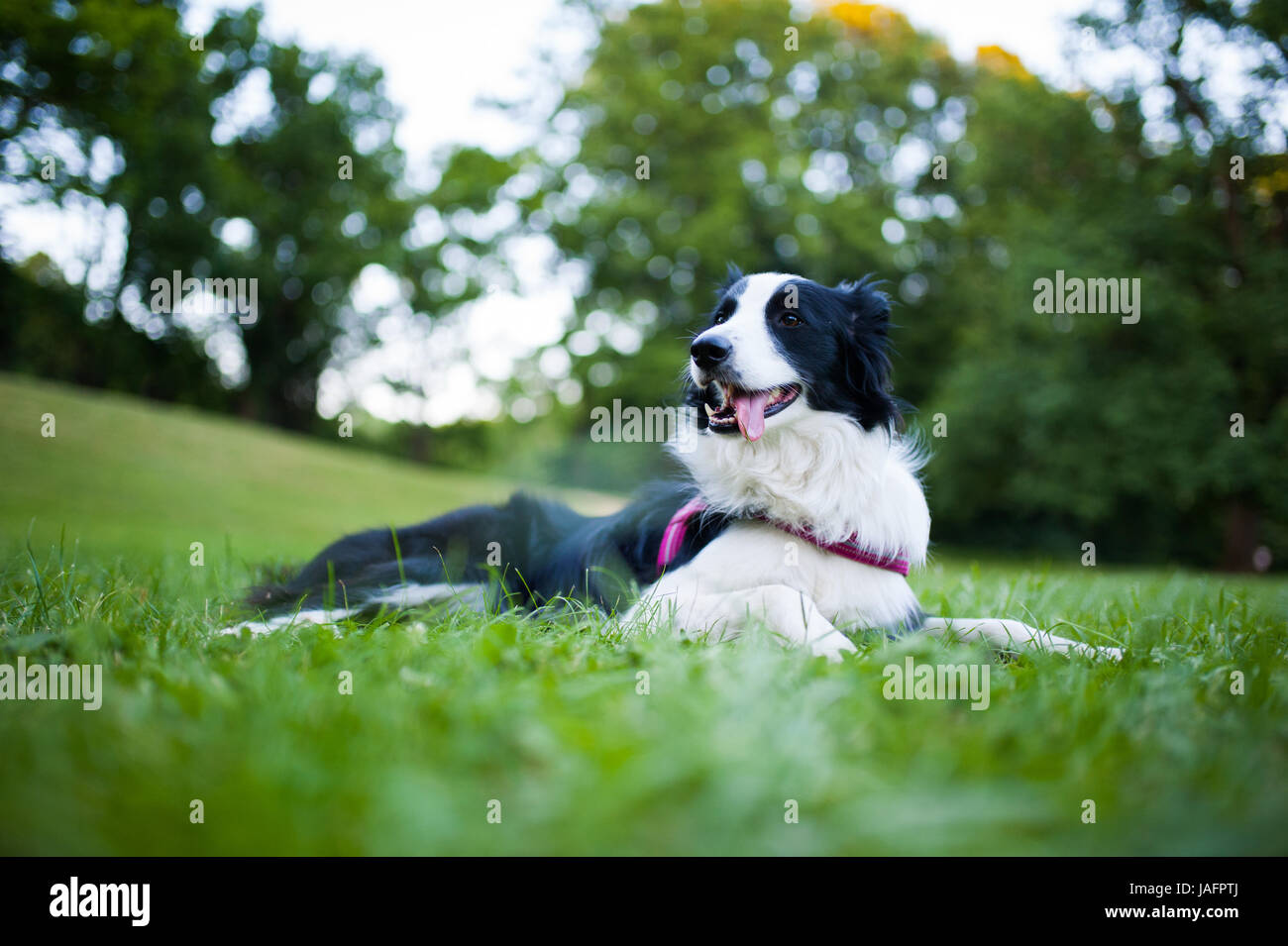 Border collie femelle Banque de photographies et d’images à haute ...