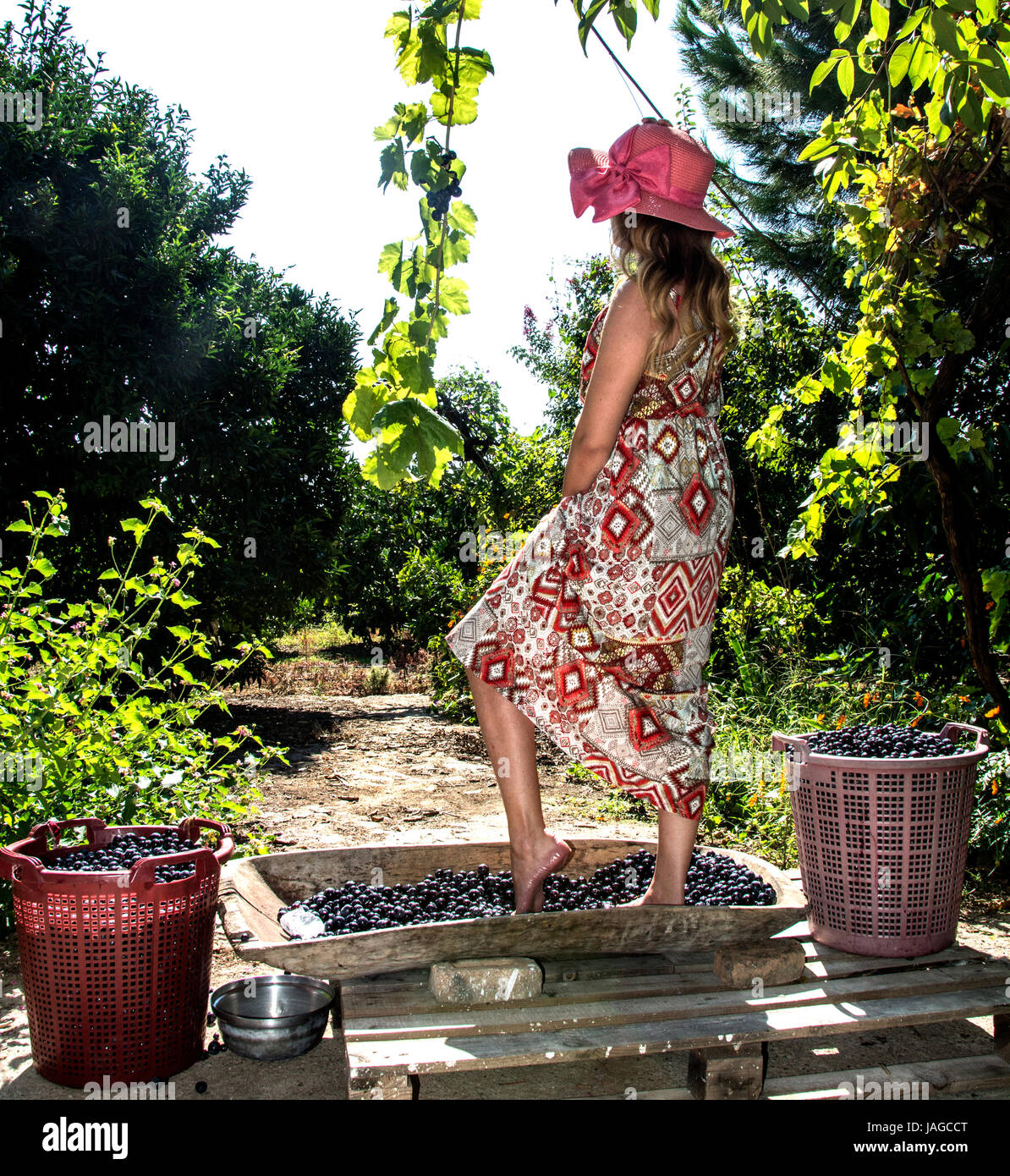 Foulage du raisin au pied Banque de photographies et d’images à haute ...