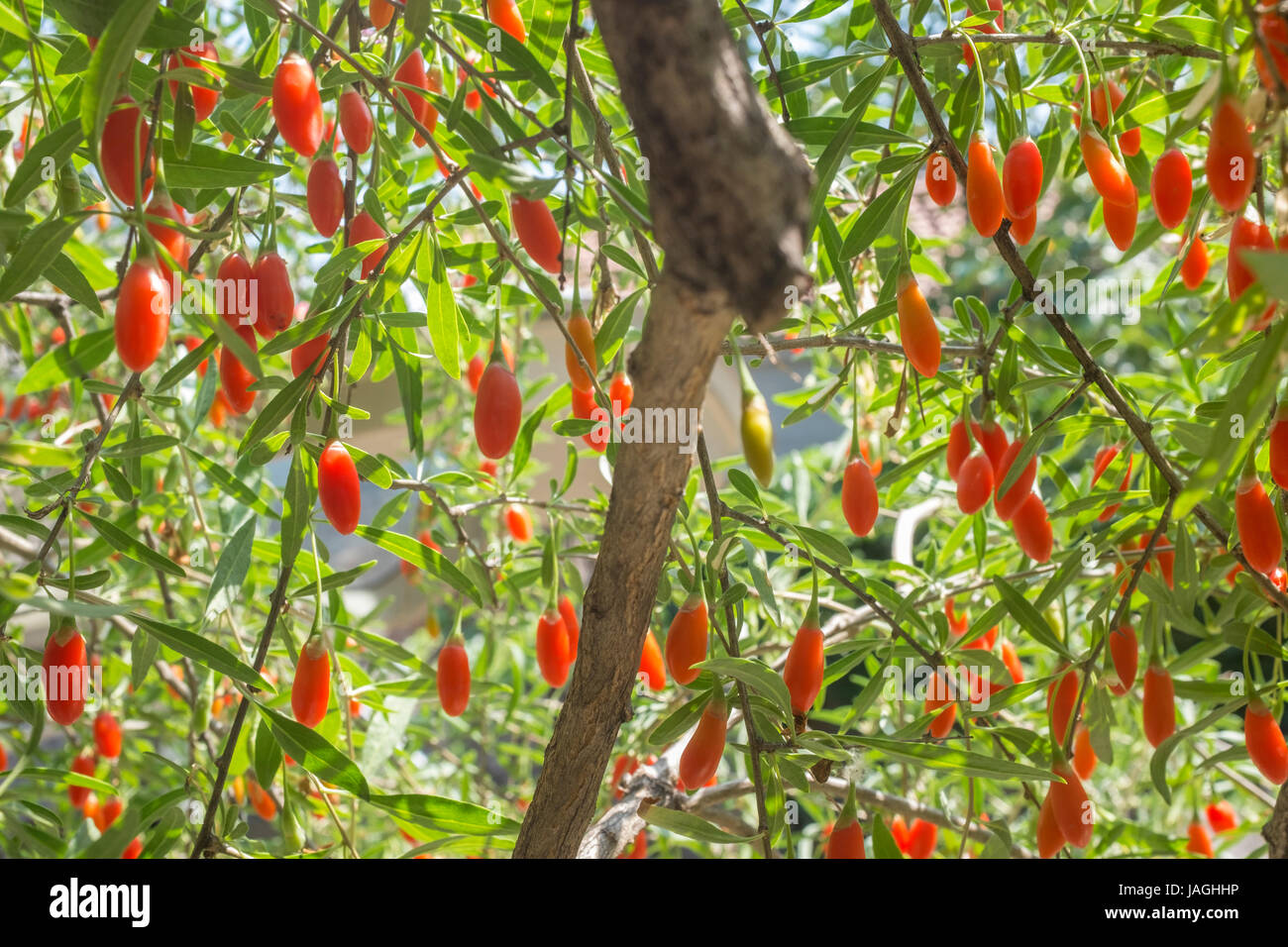 Goji berries tree Banque de photographies et d’images à haute ...
