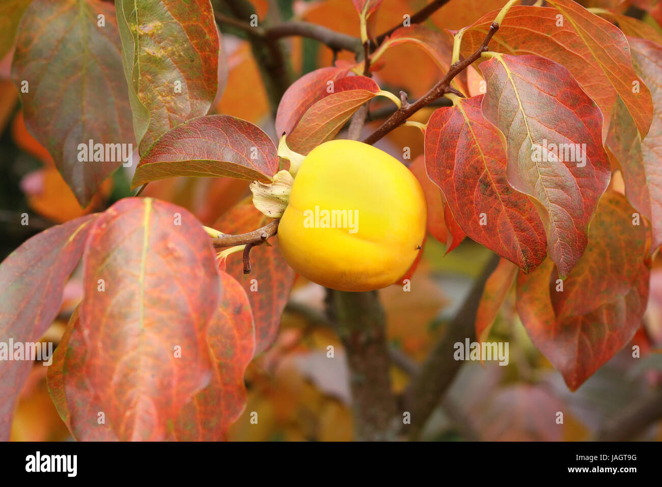 Diospyros kaki lycopersicum Banque de photographies et d’images à haute ...
