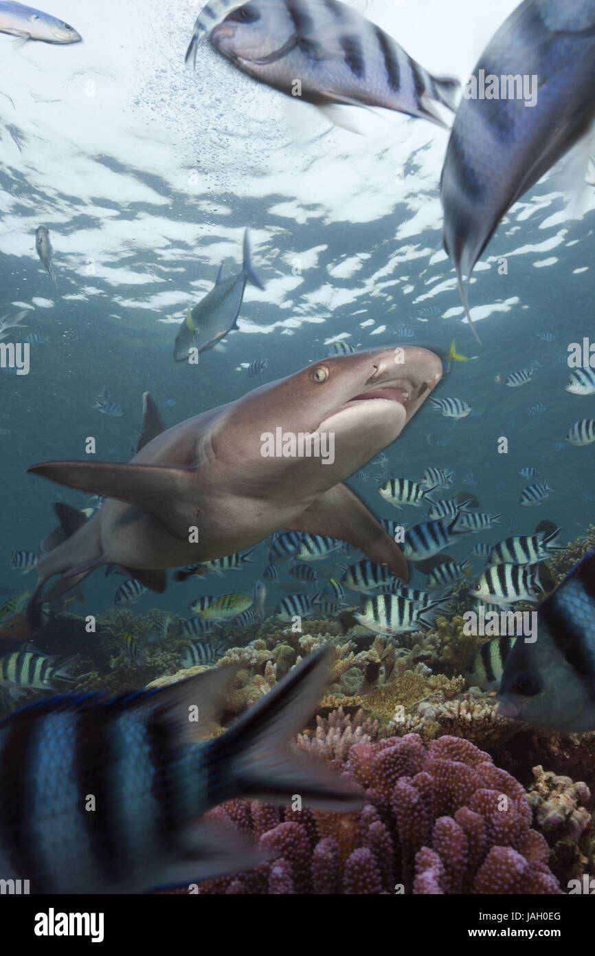 Requin Point Blanc Banque d'image et photos - Alamy