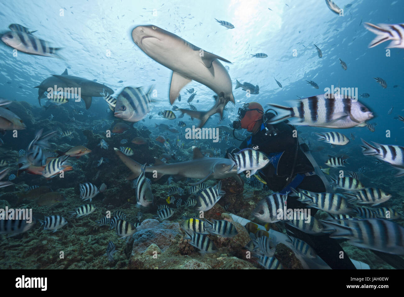 Point blanc avec des requins de récif shark feeding,Triaenodon obesus ...