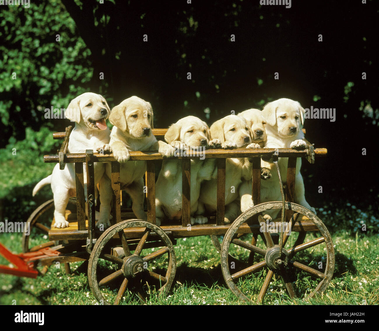 Groupe labrador Banque de photographies et d’images à haute résolution ...