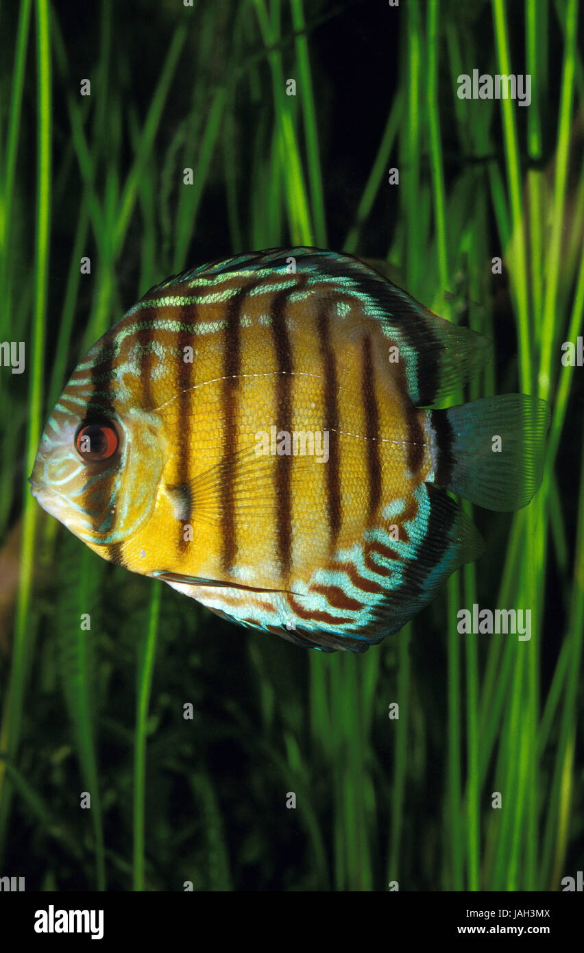 Pompadour discus poisson symphysodon aequifasciatus Banque d'image et ...