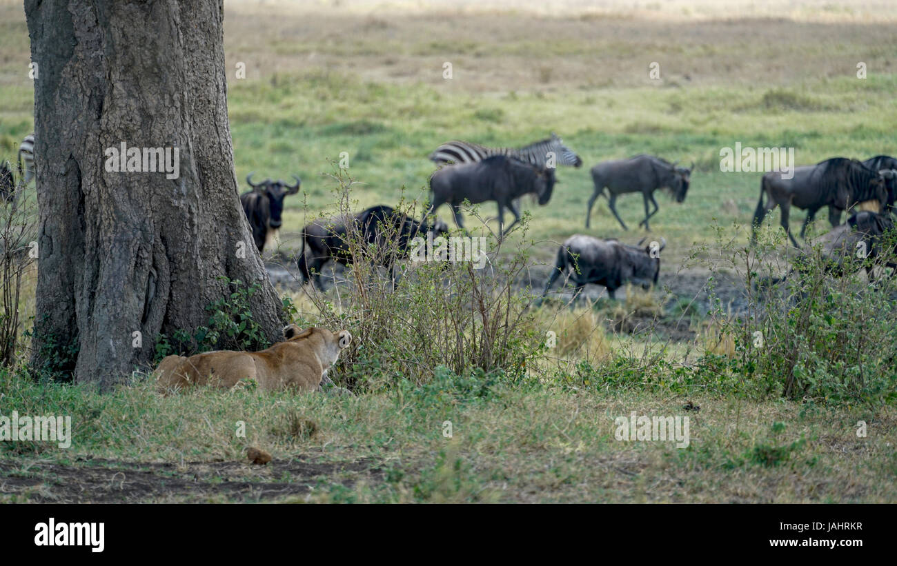 Lionne chasse gnou Banque de photographies et d’images à haute résolution - Alamy