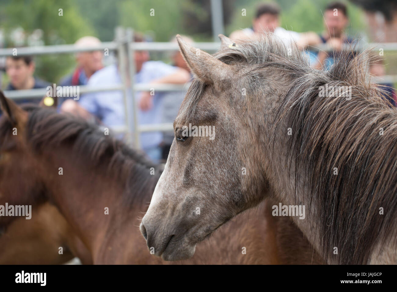 Cheval gris pommele Banque de photographies et d’images à haute ...