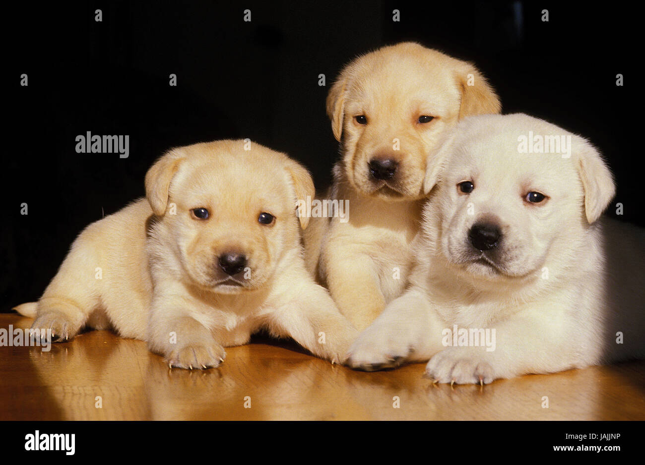Groupe labrador Banque de photographies et d’images à haute résolution ...