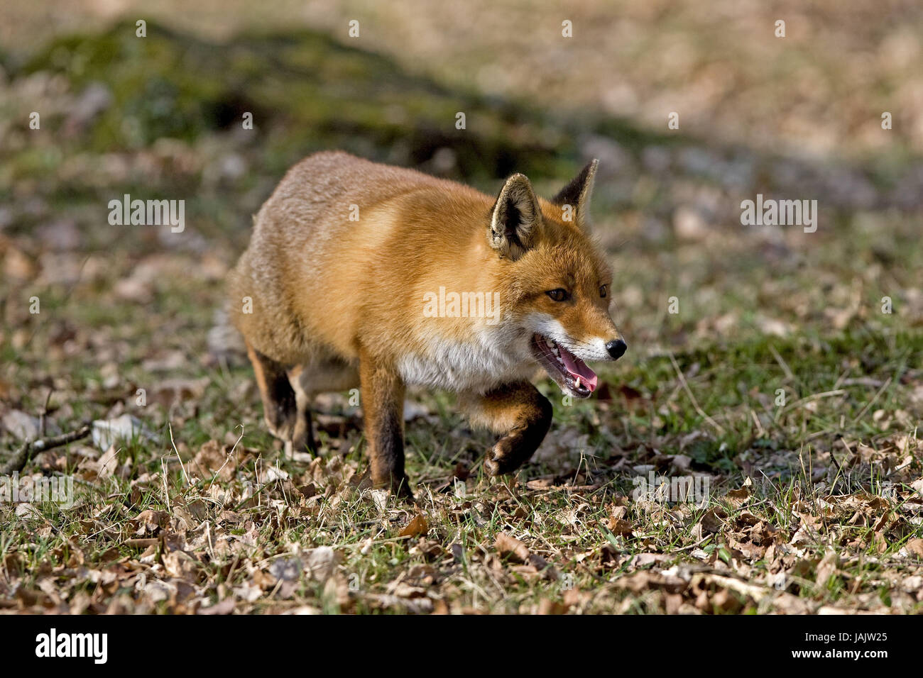 Renards roux vulpes corps entier Banque de photographies et d’images à ...