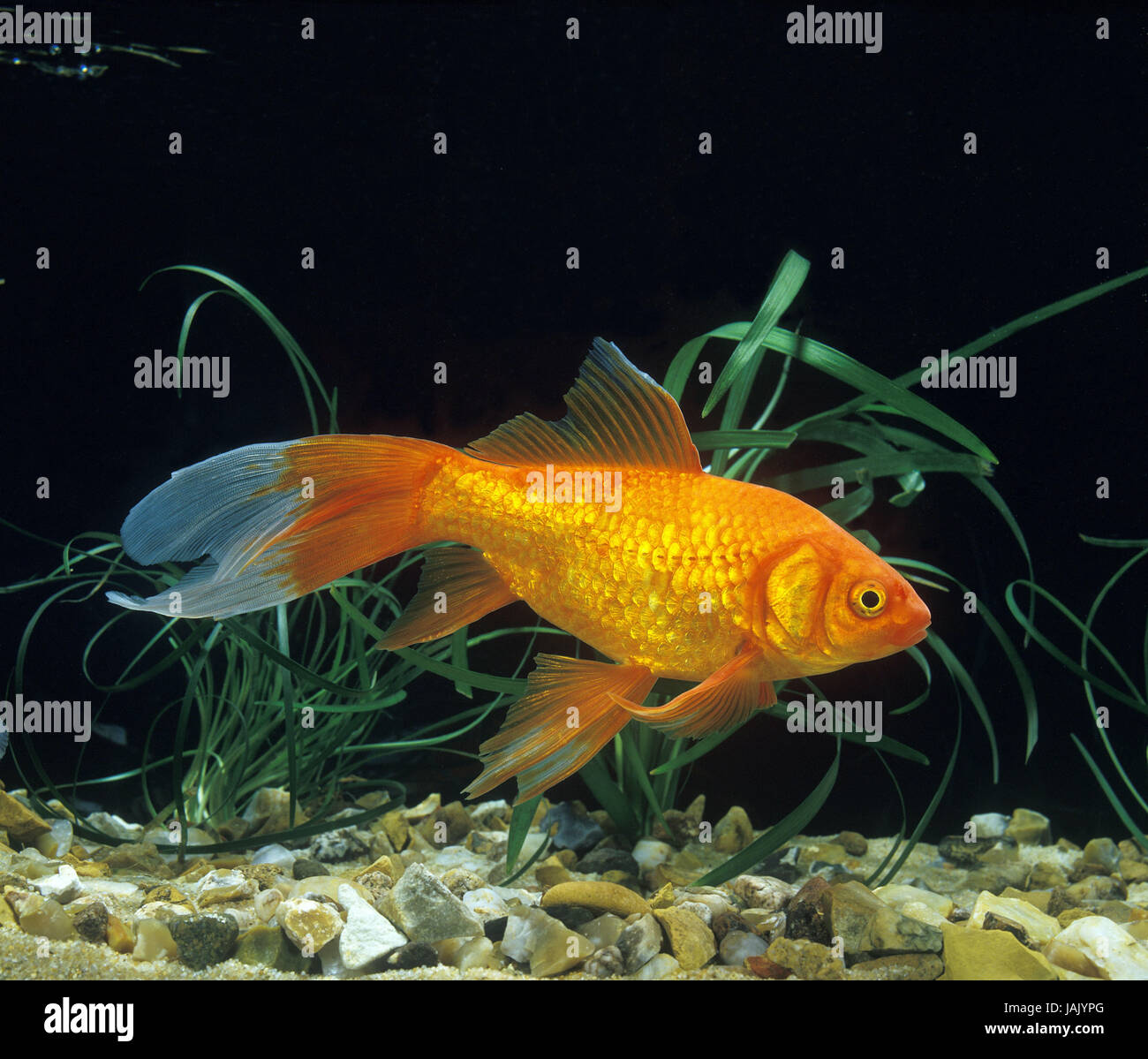 Goldfish carassius auratus auratus Banque de photographies et d’images ...