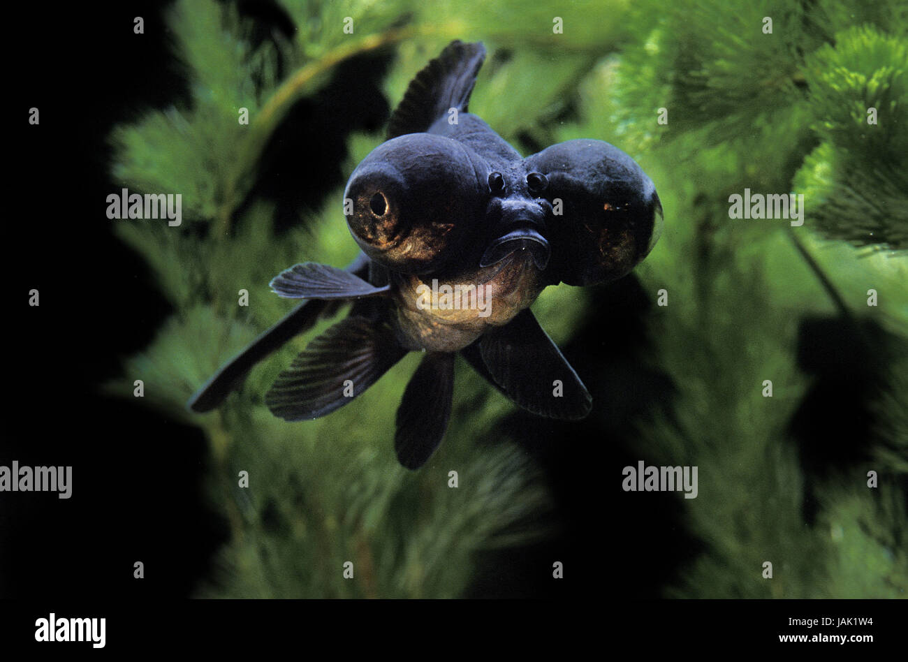 Poisson rouge oeil de dragon ou poisson rouge telescop Banque de ...