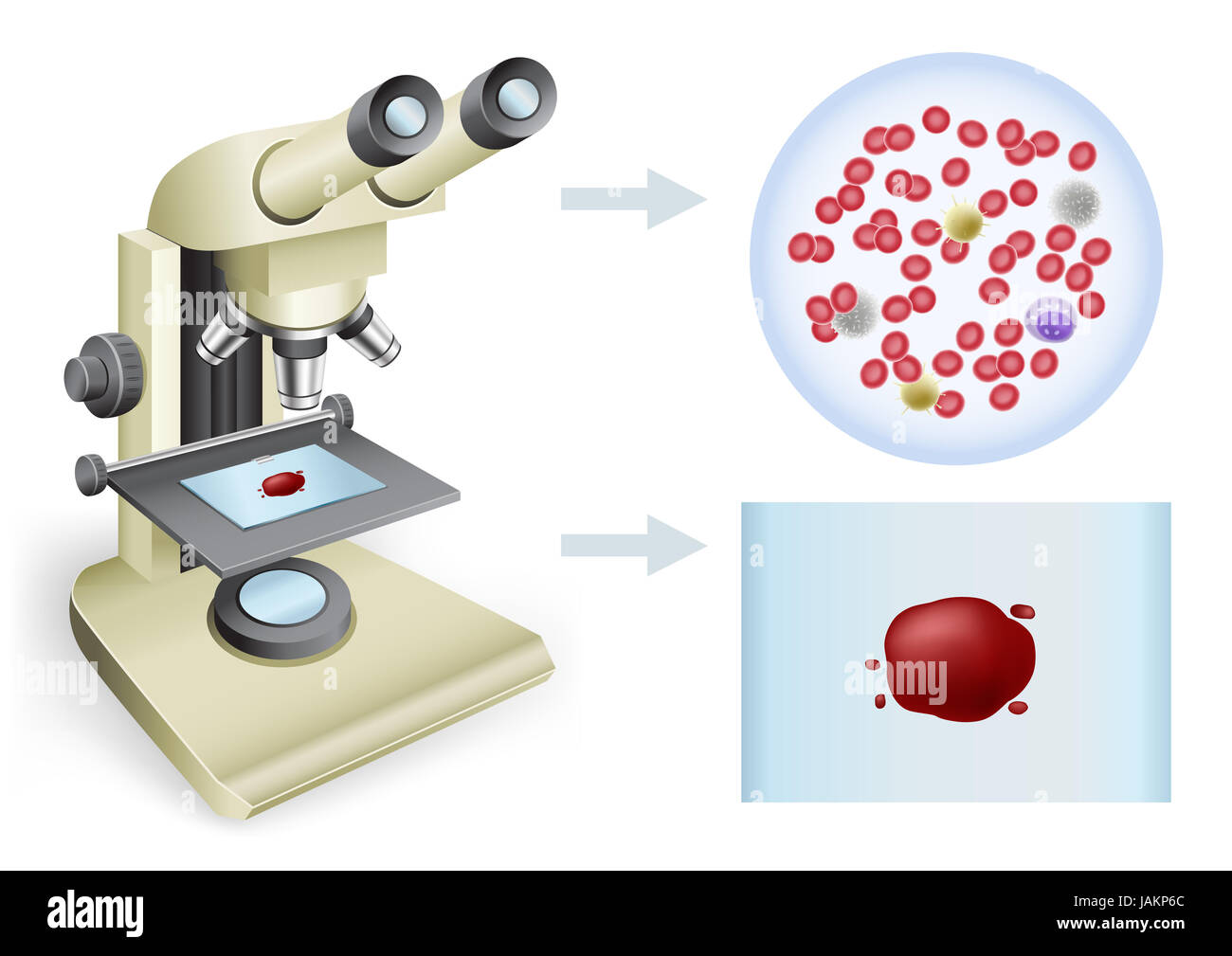 Microscope optique cellule Banque d'images détourées - Alamy