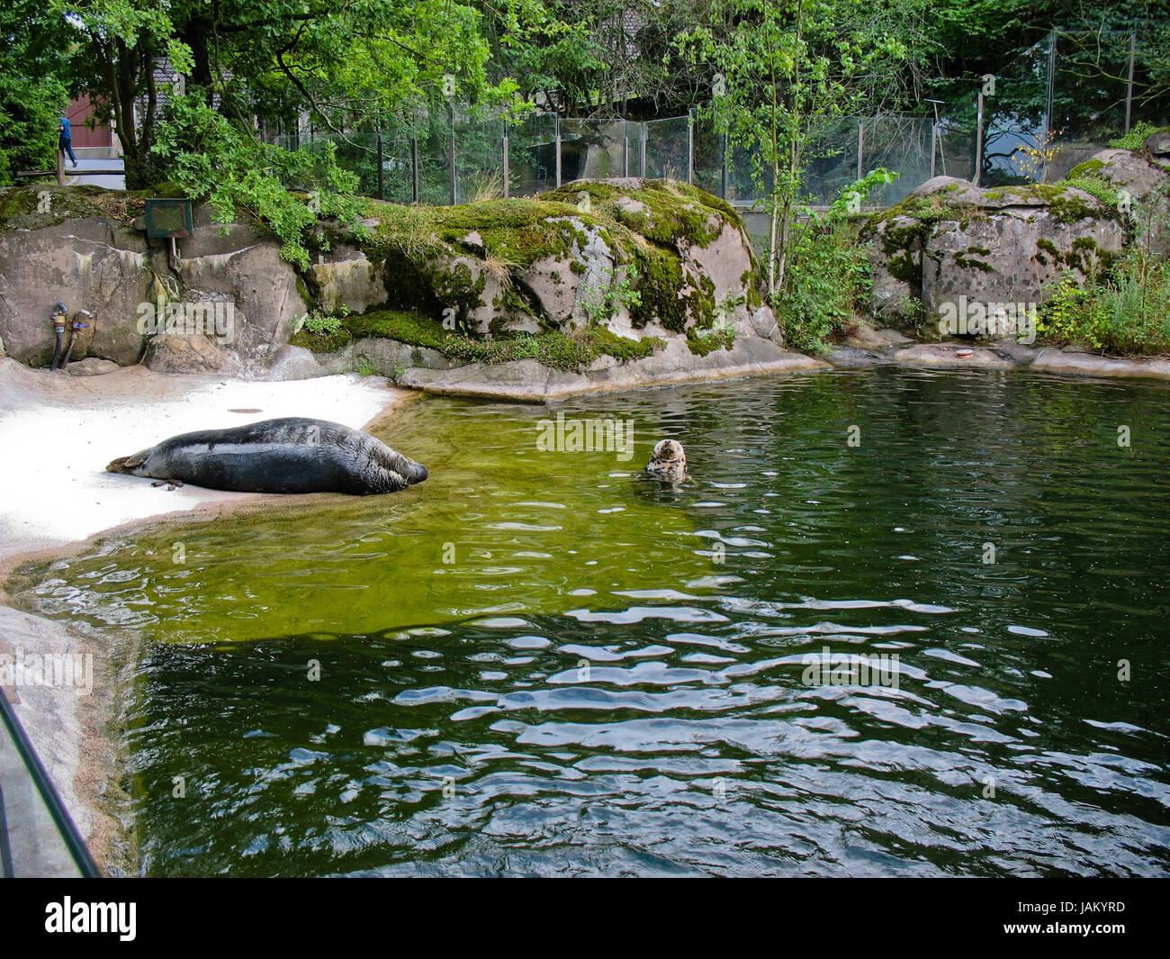 Stockholm zoo sweden Banque de photographies et d’images à haute ...