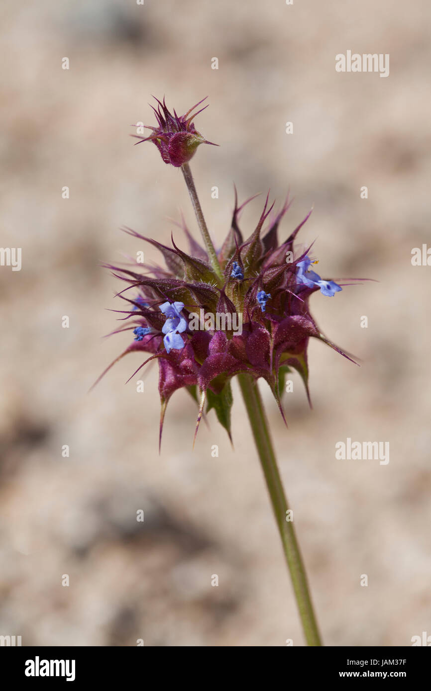 La plante de Chia (Salvia columbariae) croît dans son habitat naturel ...