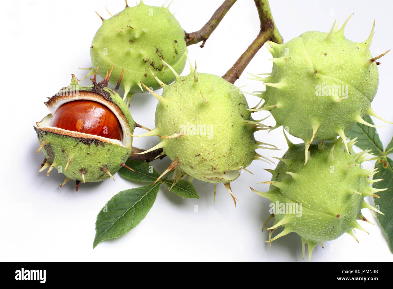 Le marronnier commun Aesculus hippocastanum,capsules,semens,copie ...