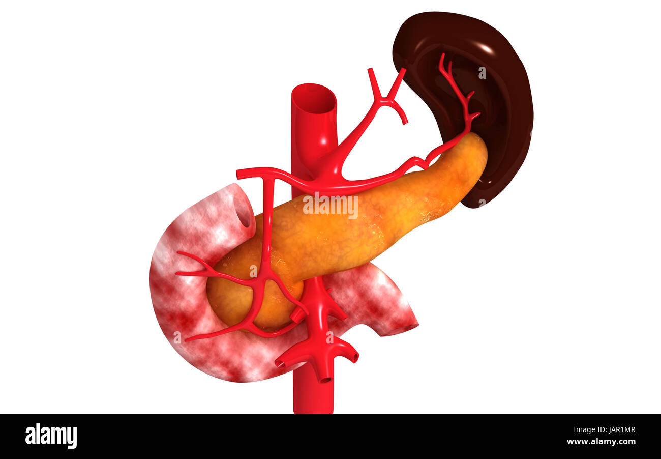 Dissection humaine Banque de photographies et d’images à haute ...