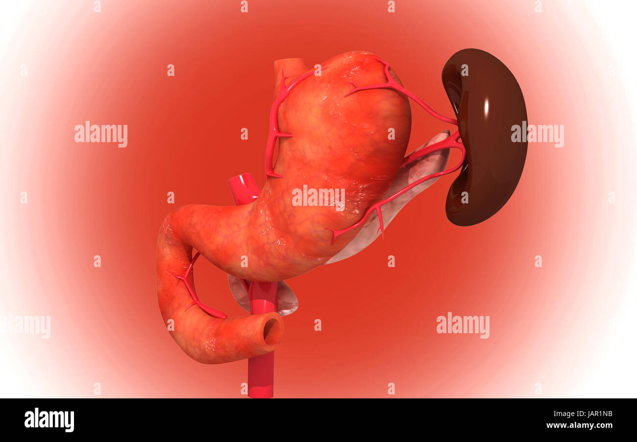 Dissection humaine Banque de photographies et d’images à haute ...