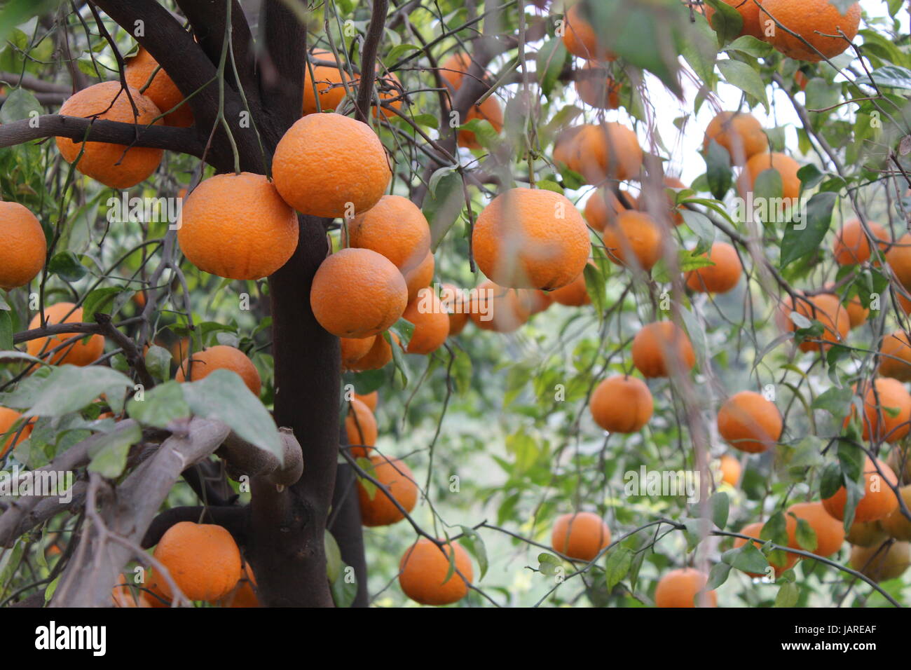 Fruits orange sur un arbre Banque de photographies et d’images à haute ...