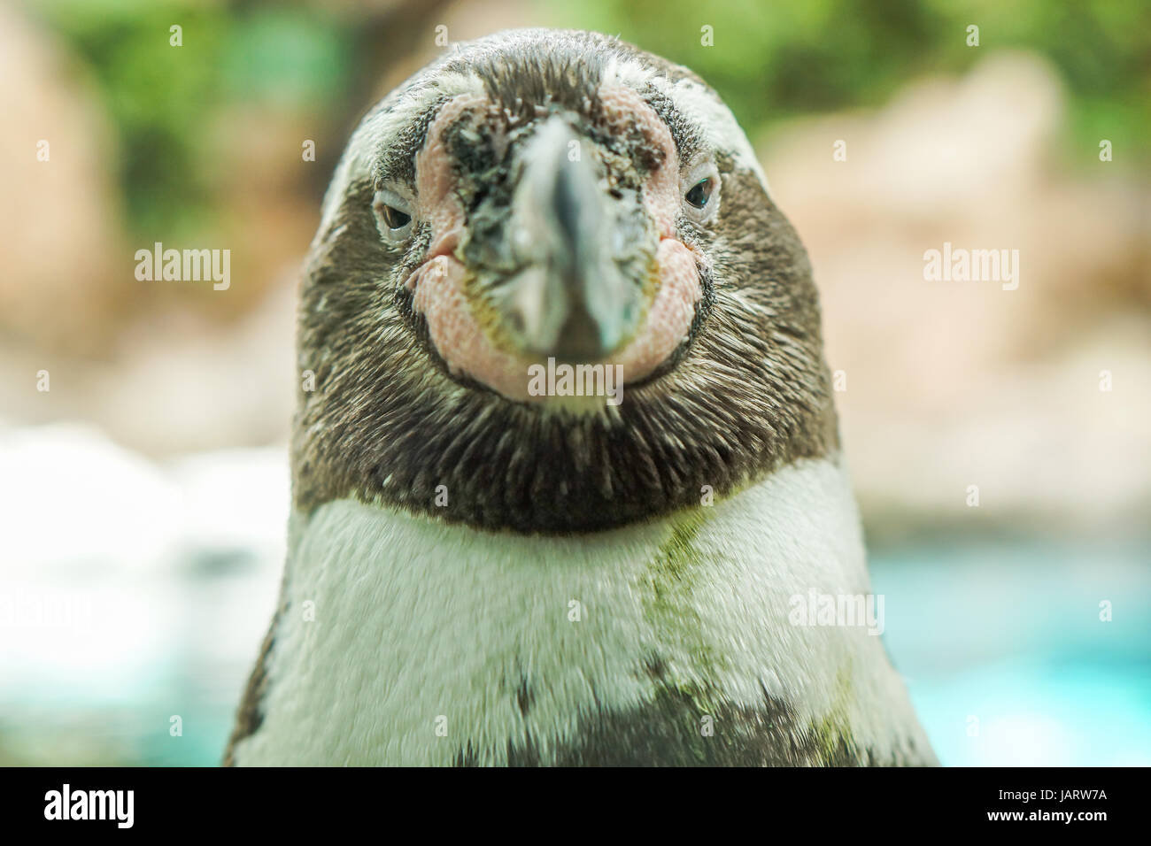 Pingouin humboldt zoo oiseau bec Banque de photographies et d’images à ...