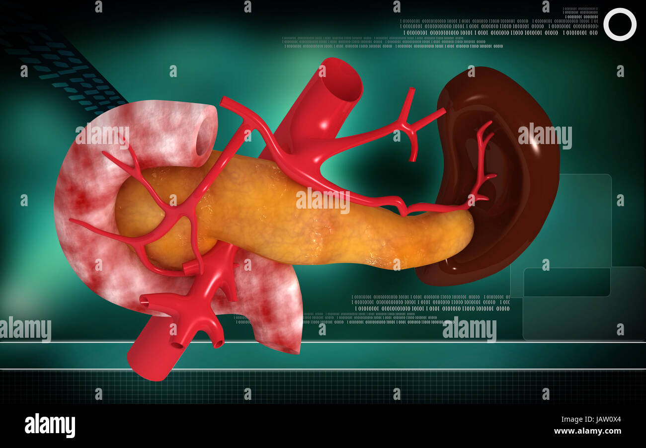 Dissection humaine Banque de photographies et d’images à haute ...