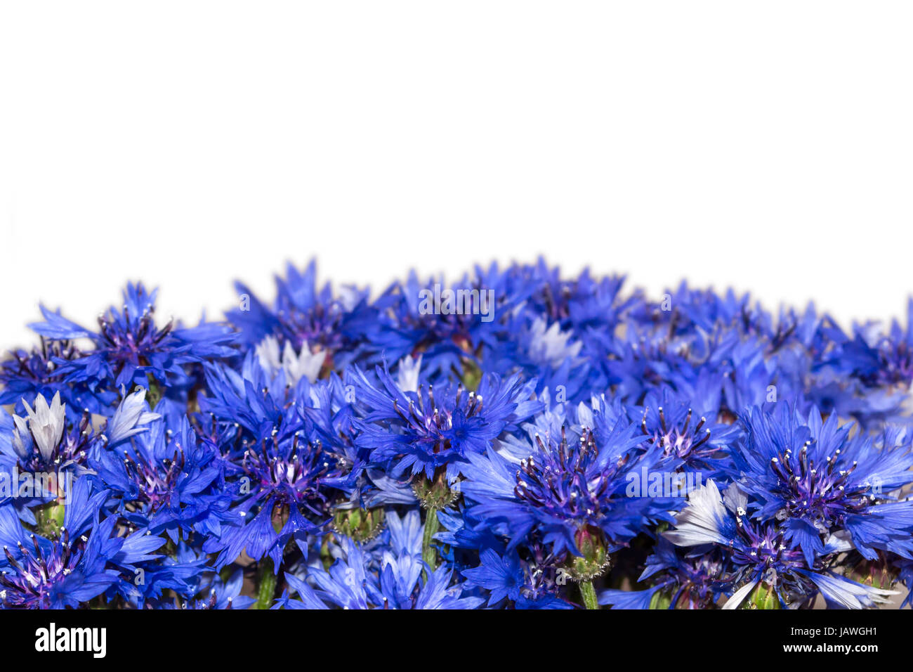 La floraison barbeaux. Bordure de fleurs bleues. Knapweeds isolated ...