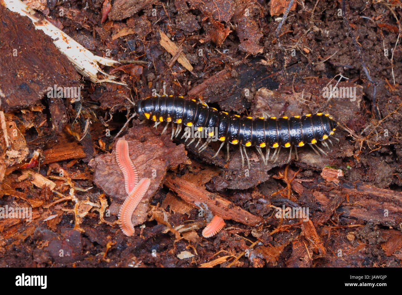 Dos plat Banque de photographies et d’images à haute résolution - Alamy