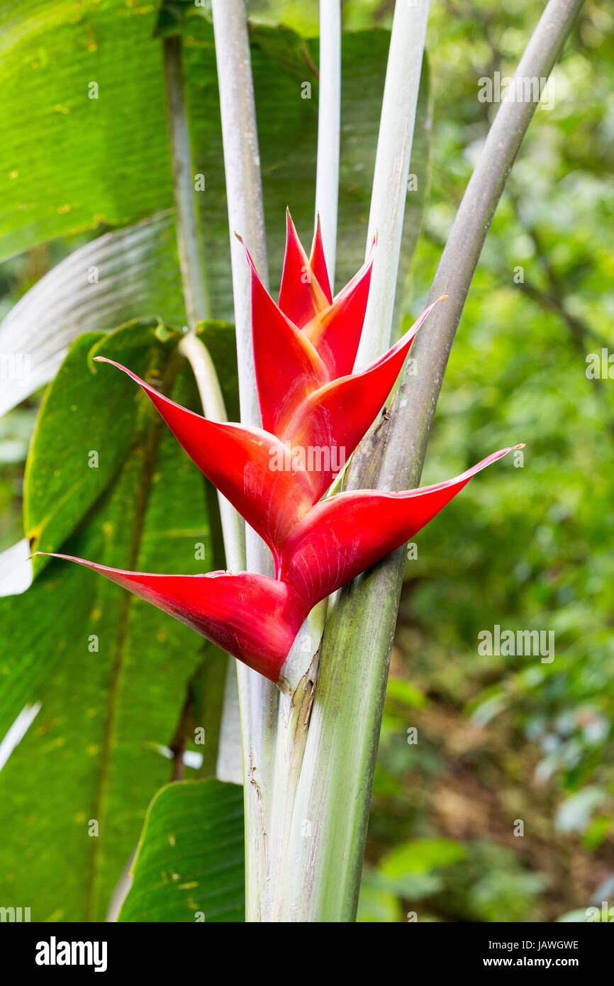 Fleur de balisier Banque de photographies et d’images à haute ...