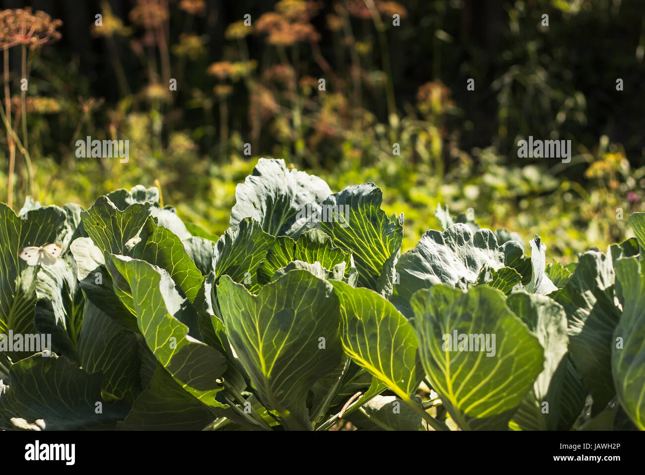 Feuilles de chou Banque de photographies et d’images à haute résolution ...