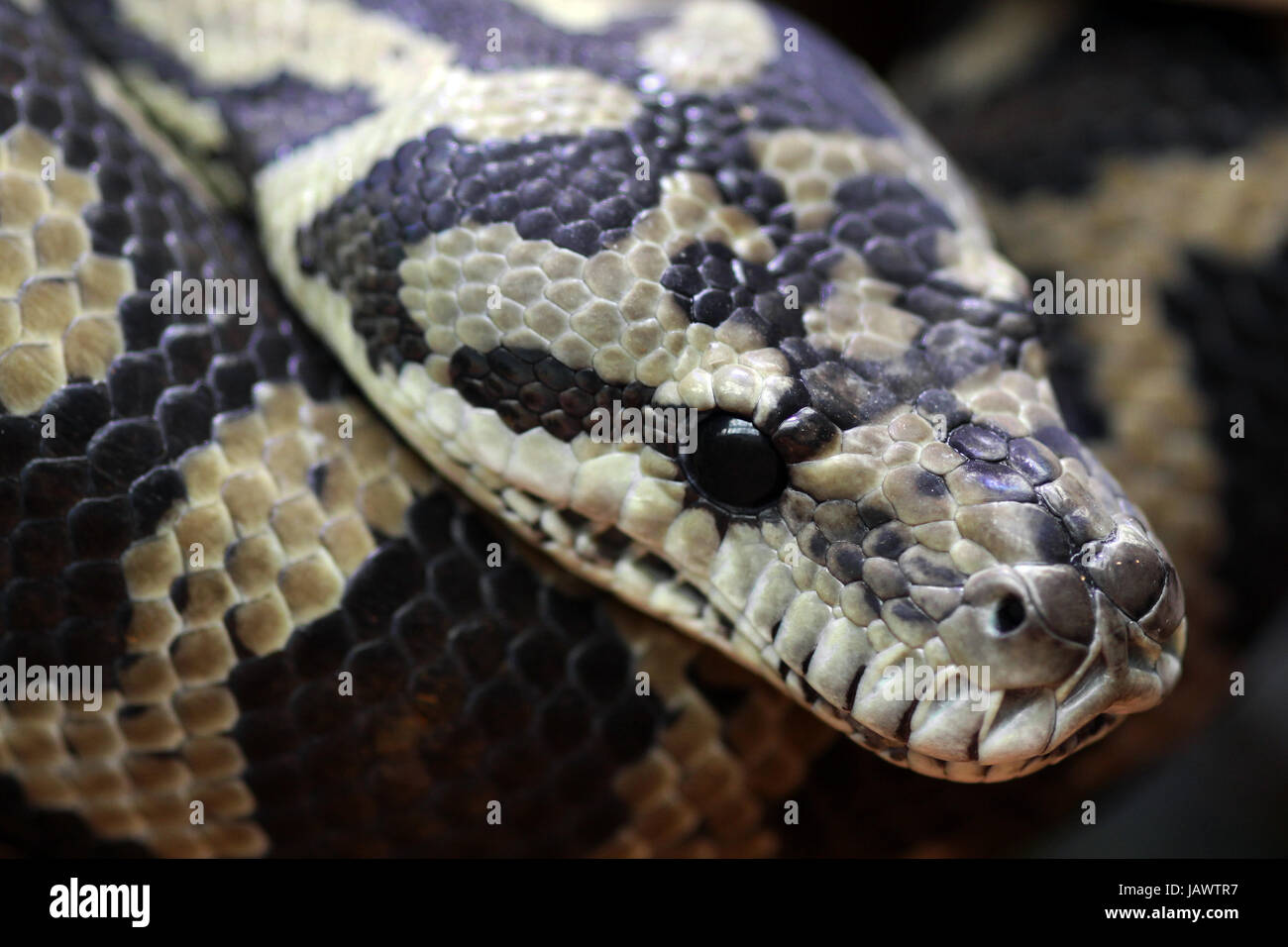 Python diamant Banque de photographies et d’images à haute résolution - Alamy