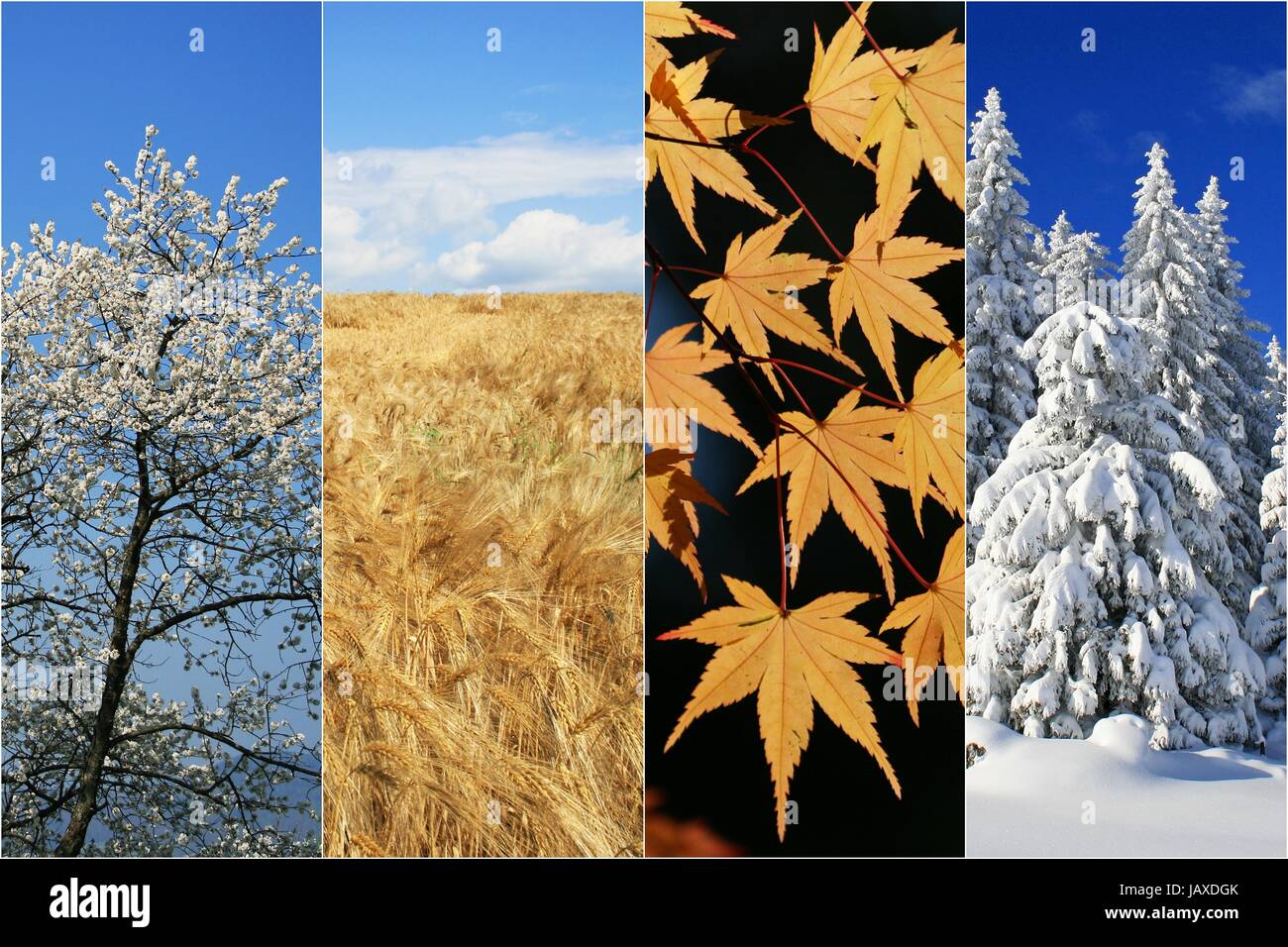 Circle four seasons Banque de photographies et d’images à haute ...