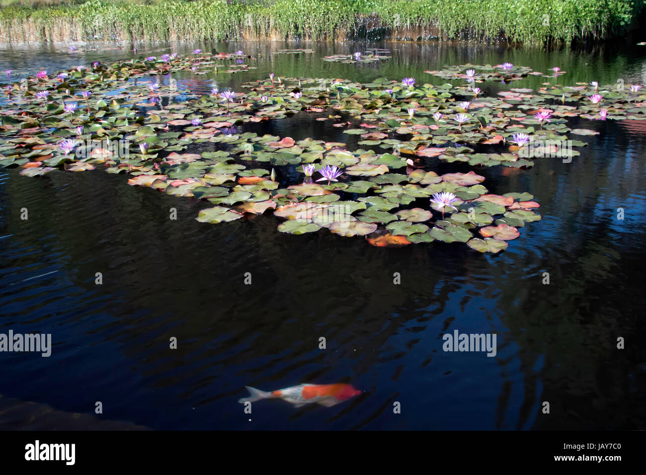 Pink lotus flowers Banque de photographies et d’images à haute ...