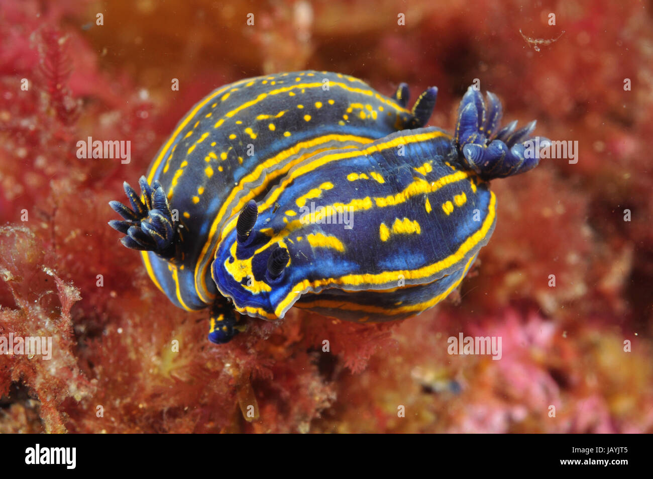 Deux limaces de mer (Hypselodoris cantabrica) l'accouplement dans l ...