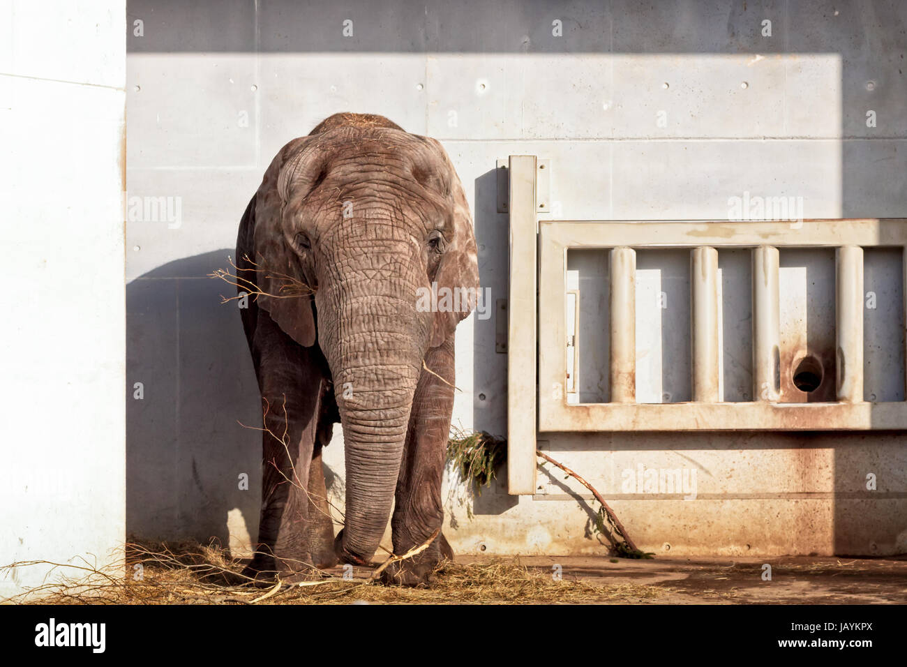 Manger un éléphant d'Afrique à la zoo de Tallinn en Estonie. Les ...