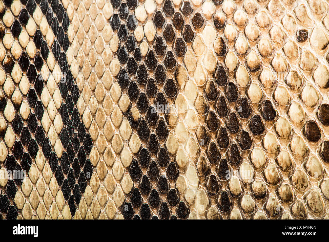 La texture de peau de serpent véritable. Close up du vrai texture de ...