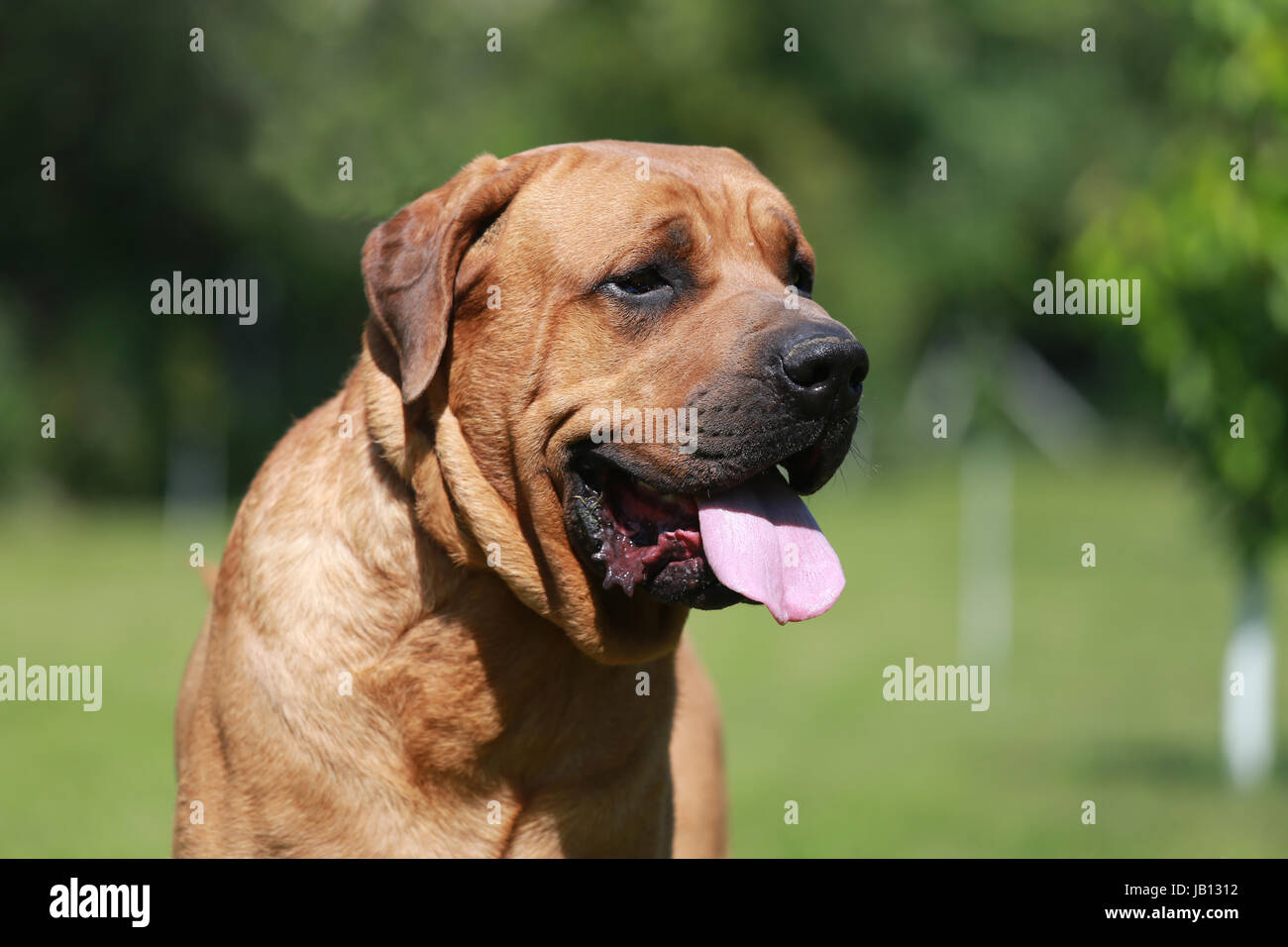 Tosa Inu Banque d'image et photos - Alamy