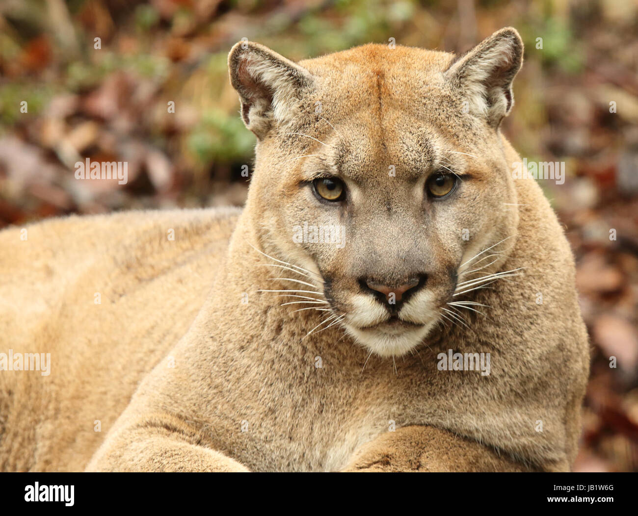 Male and female puma Banque de photographies et d’images à haute ...