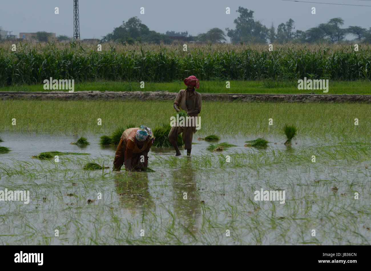 Riz semi aquatique Banque de photographies et d’images à haute ...