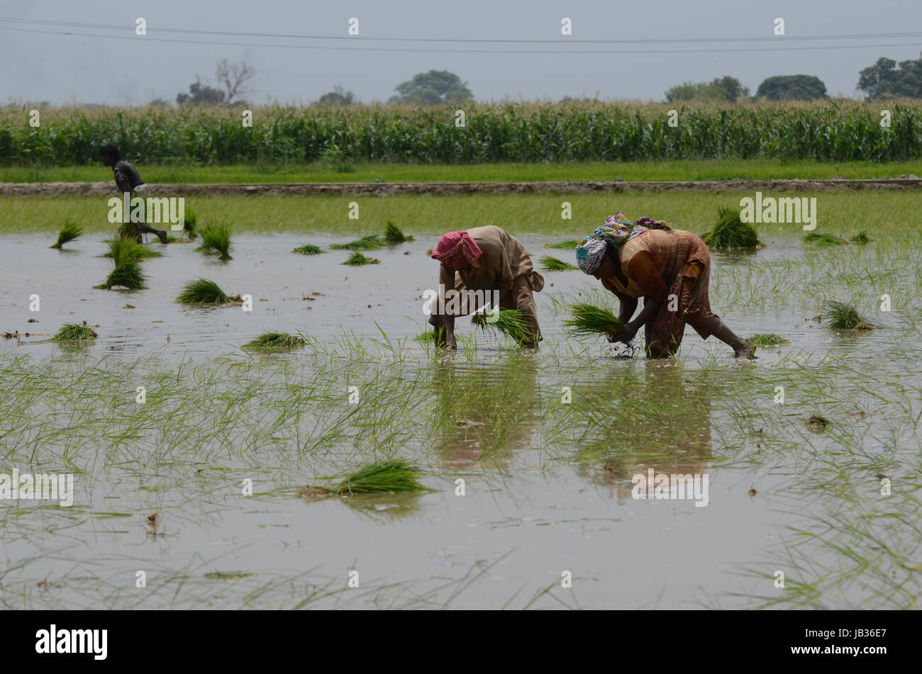 Riz semi aquatique Banque de photographies et d’images à haute ...