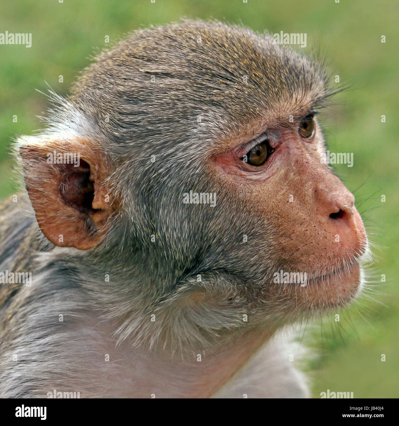 Rhesus factor Banque de photographies et d’images à haute résolution ...