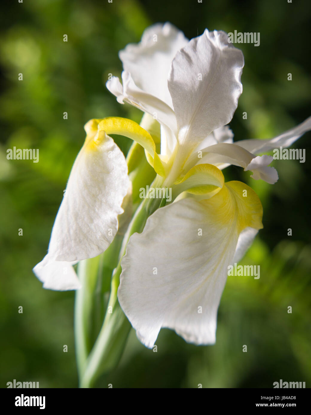 Iris blanc Banque de photographies et d’images à haute résolution - Alamy