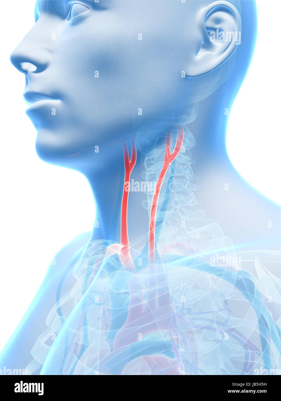 Carotid artery 3d Banque de photographies et d’images à haute ...