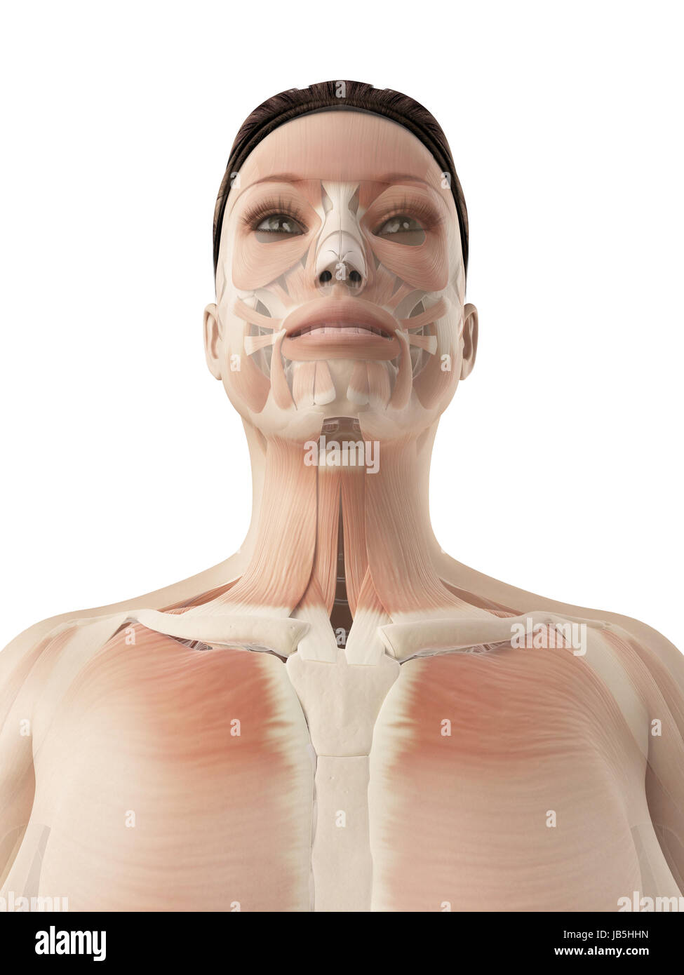 Anatomie 3d muscles visage Banque de photographies et d’images à haute ...