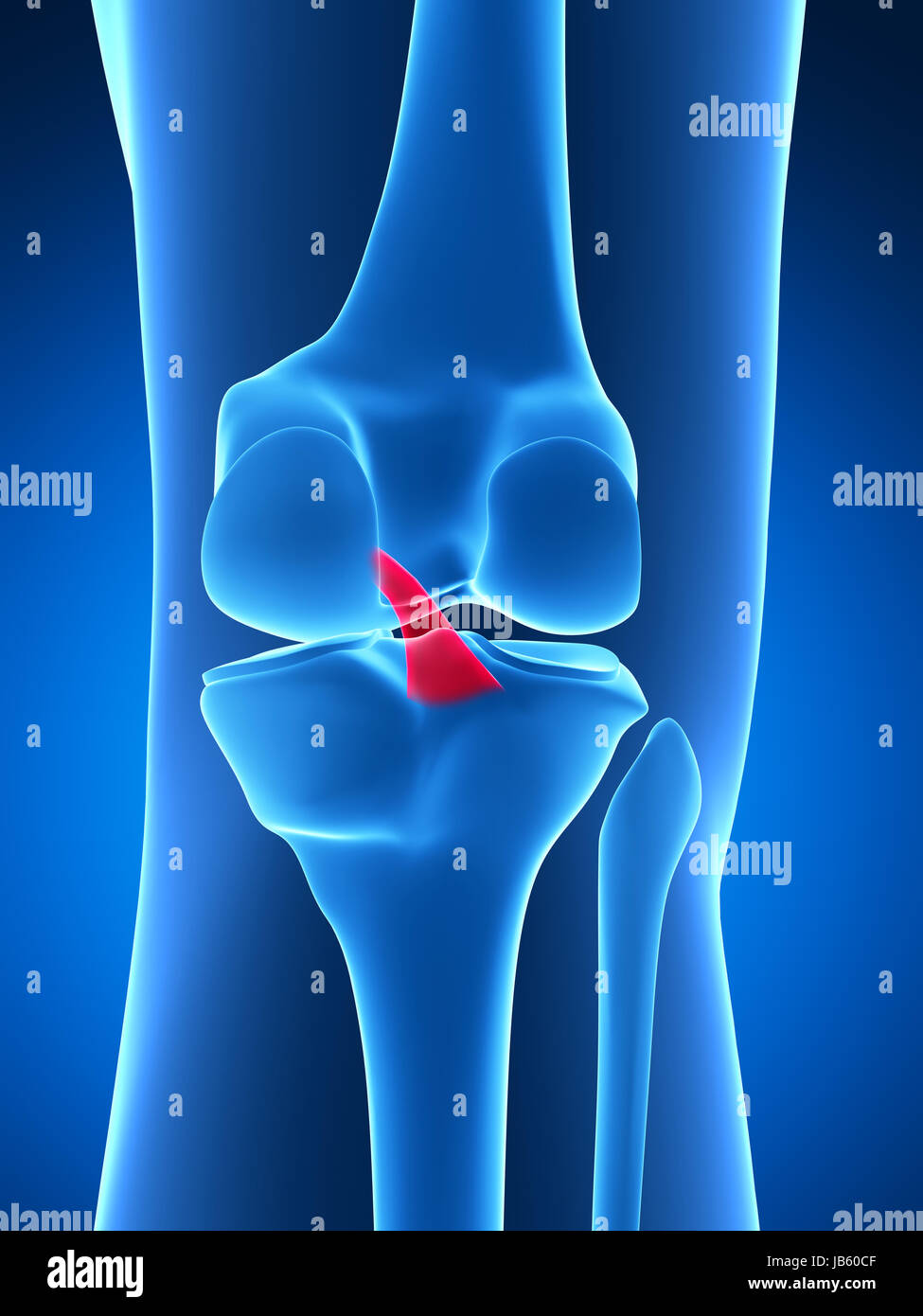 Anatomie Du Genou Banque d'image et photos - Alamy
