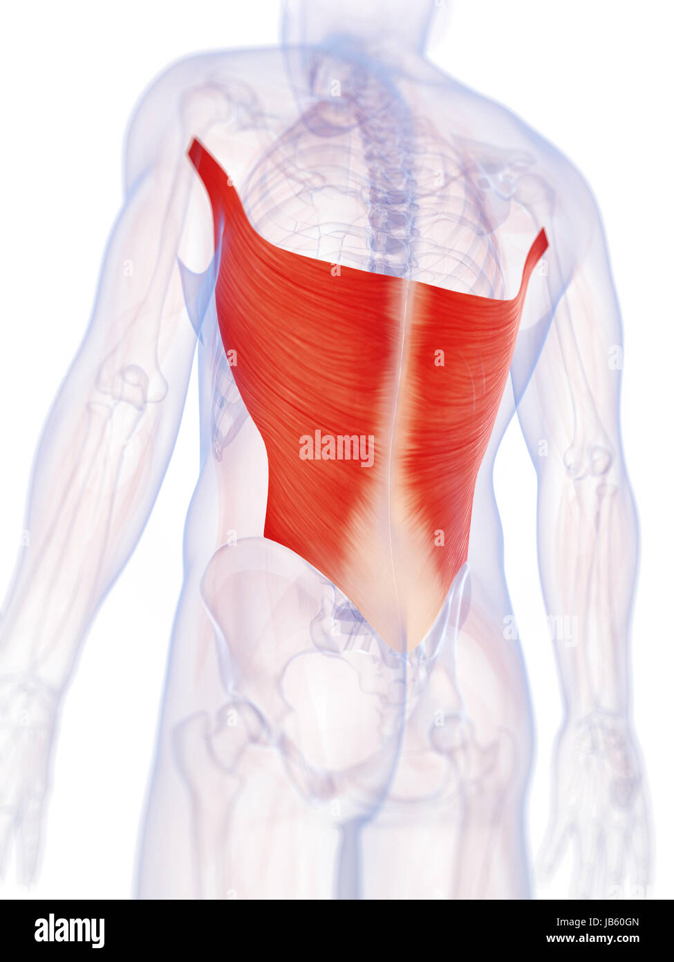 Rendu 3d illustration du muscle grand dorsal Photo Stock - Alamy